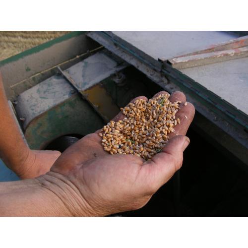 Cooperativa Agricola El Tamiso - Ecotipi: la libertà dei semi!