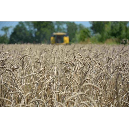 Cooperativa Agricola El Tamiso - POPOLAZIONI EVOLUTIVE: MISCUGLIO DI ALEPPO